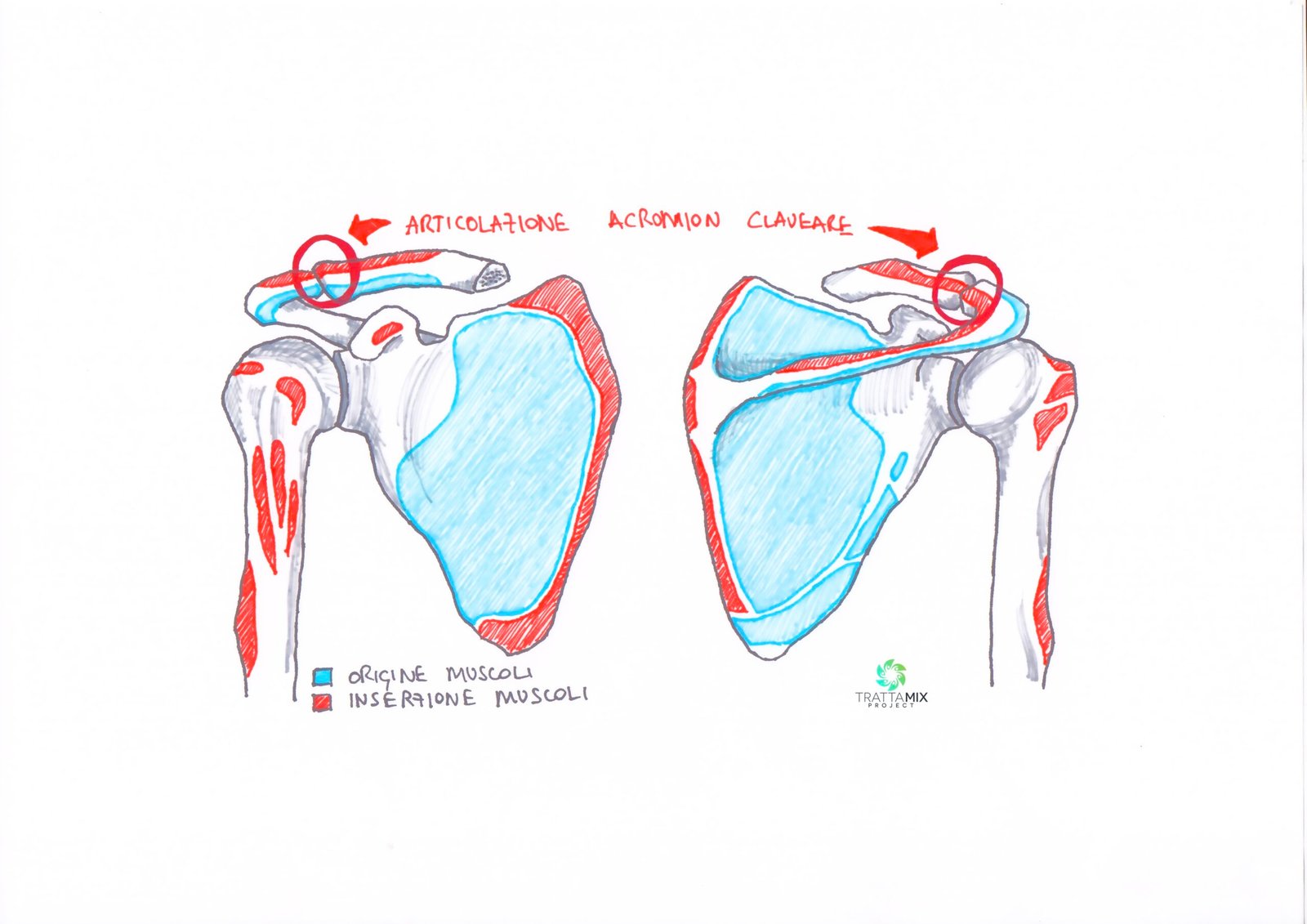 Artrosi Acromion Claveare Marco Neri – eroppa